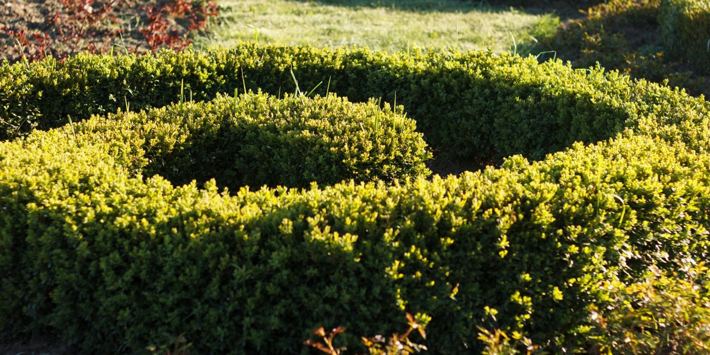 8 Plants You Can Find in Royal Palace Gardens