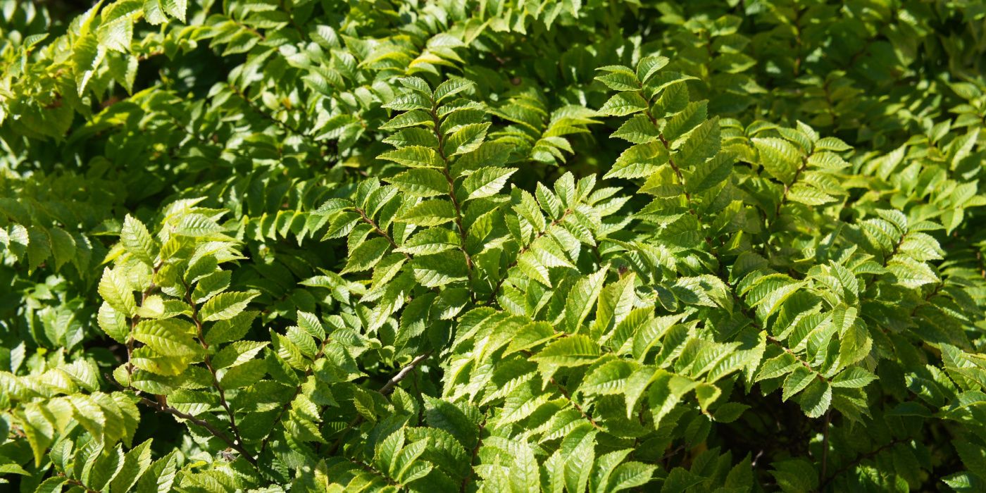 Got Trees? Remove Invasive Species This Winter