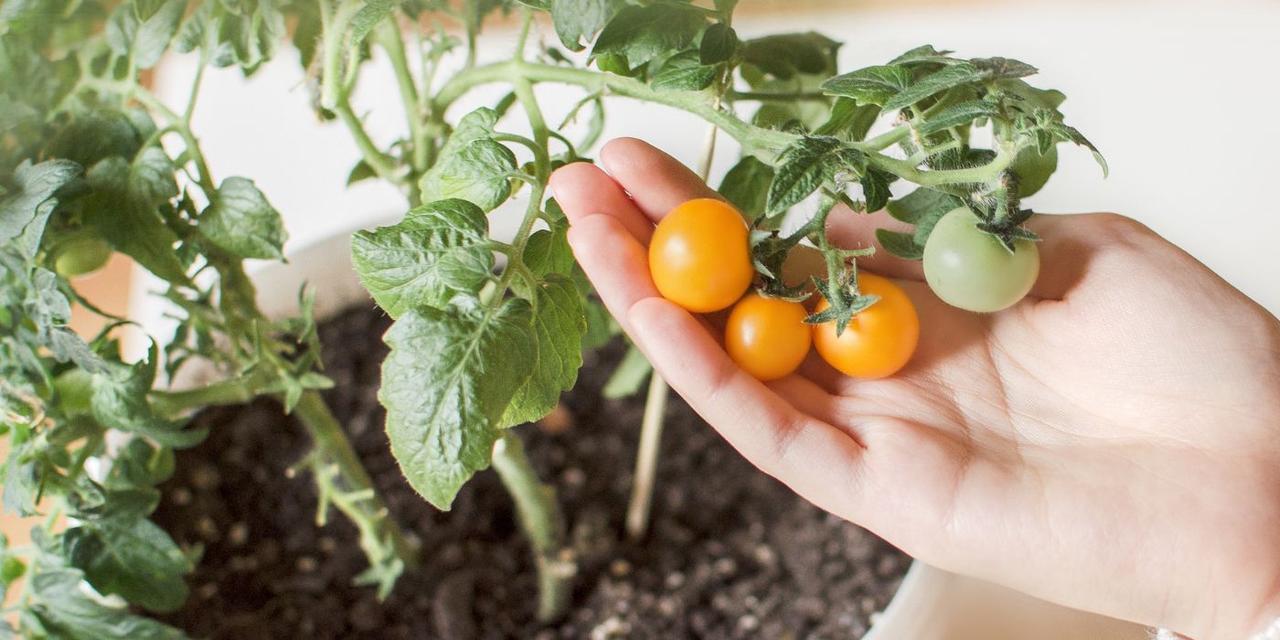 How Are Dwarf Tomatoes and Micro Tomatoes Different?