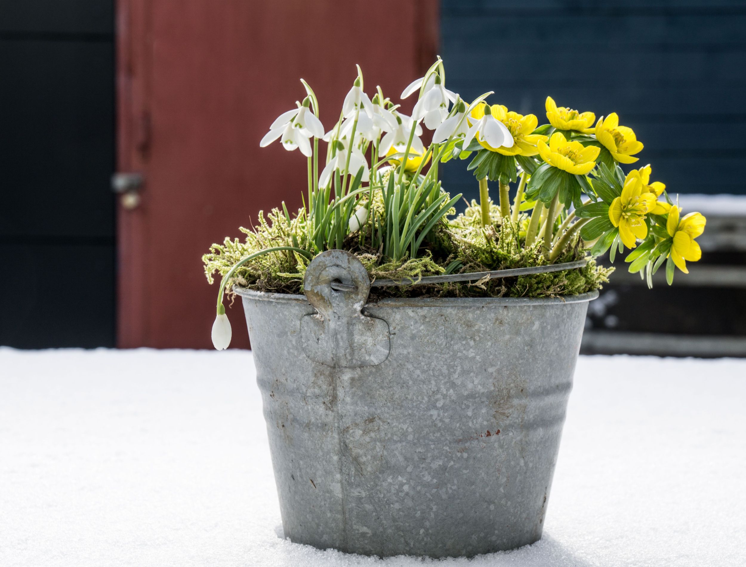 These 10 Resilient Flowers Will Survive the Most Extreme Weather