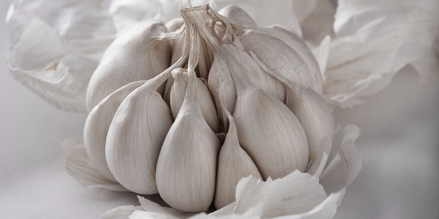 Hardneck or Softneck Garlic, Which Should You Grow?