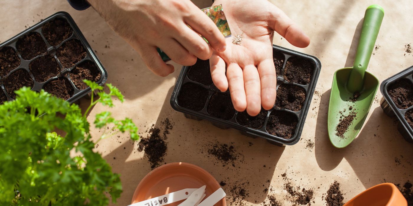 Your Guide to Pansies and Violas