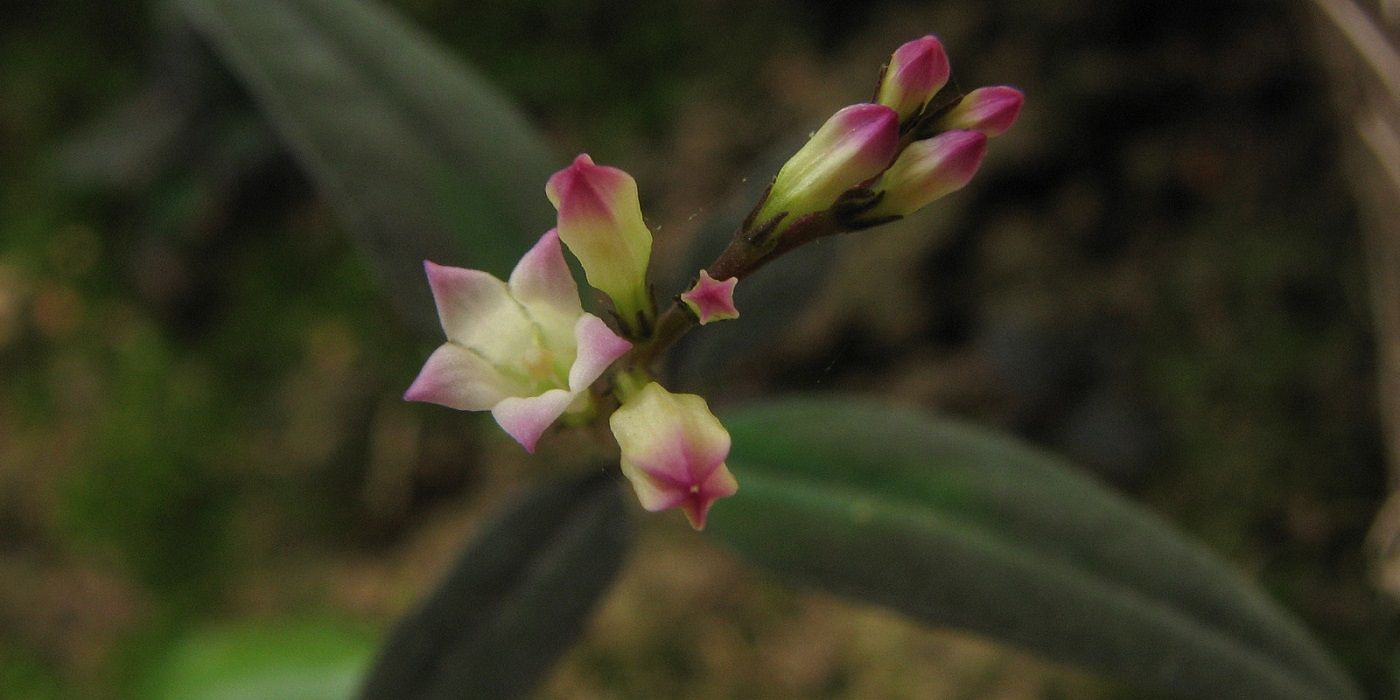 The Prettiest Plants That Grow Underground