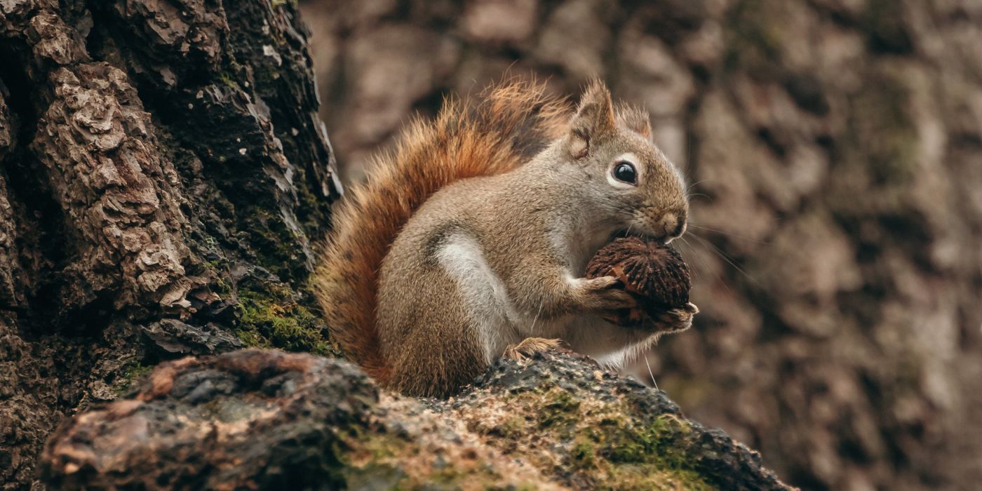 Can Backyard Trees Outsmart Squirrels?