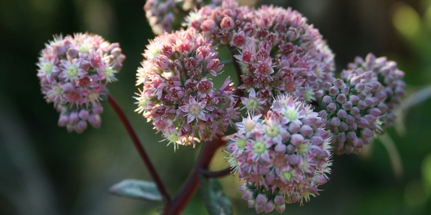 Choose Weather Resistant Plants For Strong Landscaping