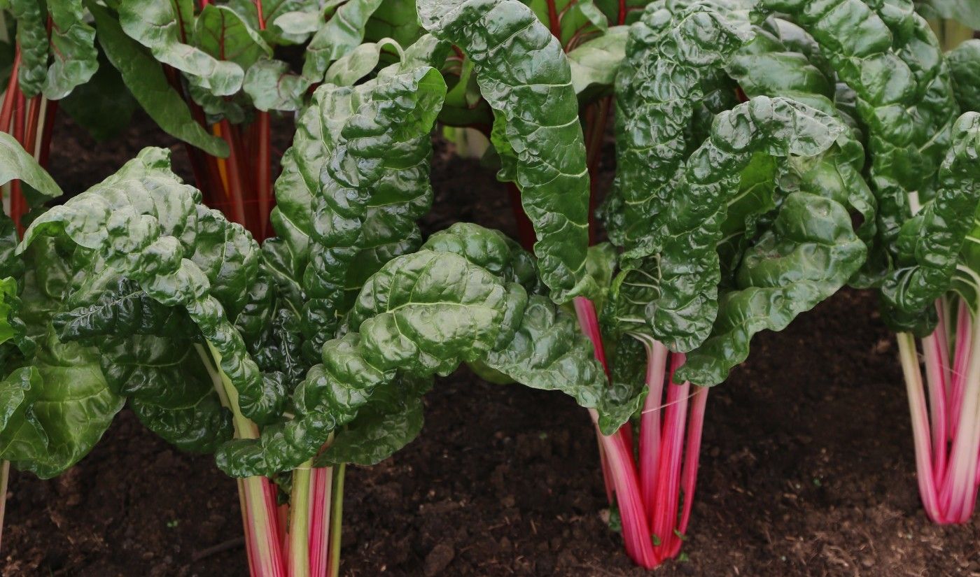 Grow and Care for Swiss Chard in the Garden