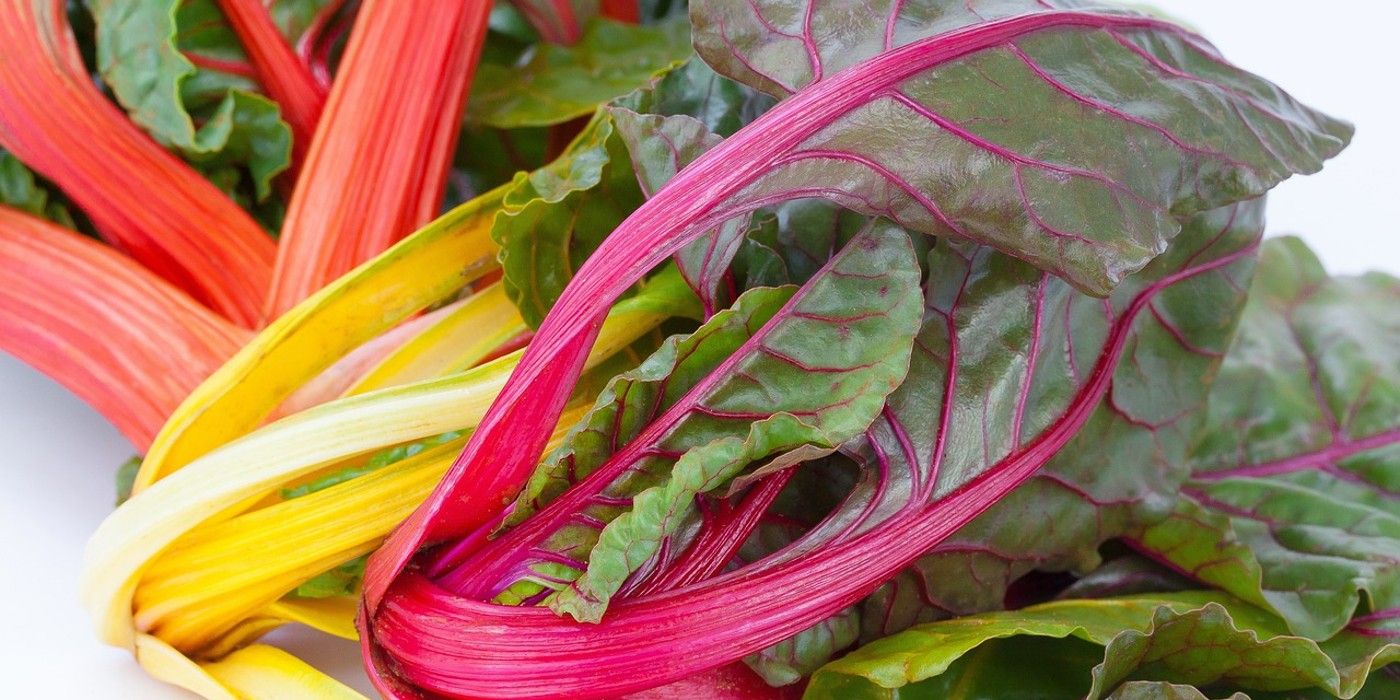 Grow and Care For Swiss Chard in the Garden