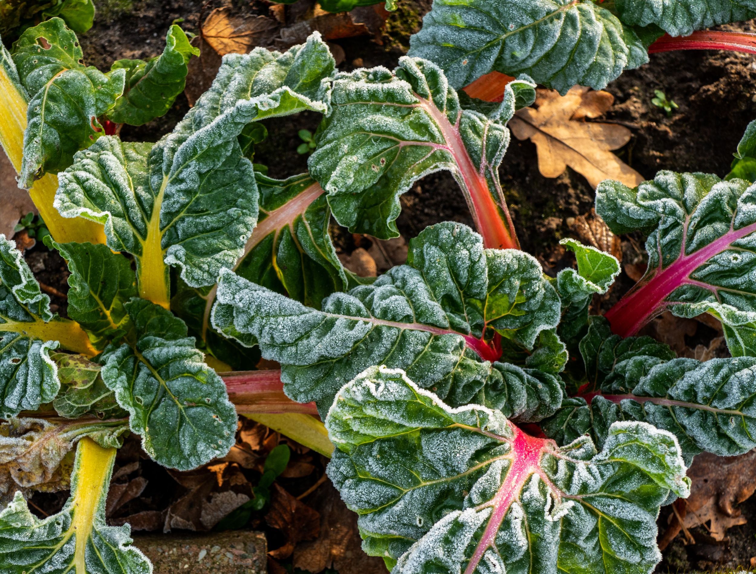Grow and Care For Swiss Chard in the Garden