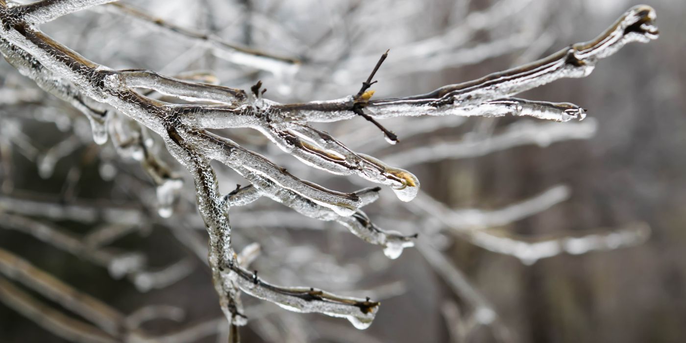 4 Tips to Avoid Plant Damage When Pruning in Winter