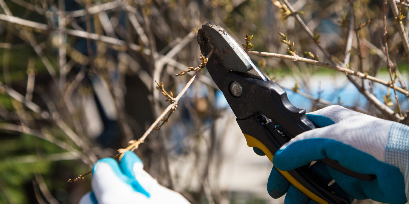 Keep Winter Trees and Shrubs Healthy With Pruning Tips