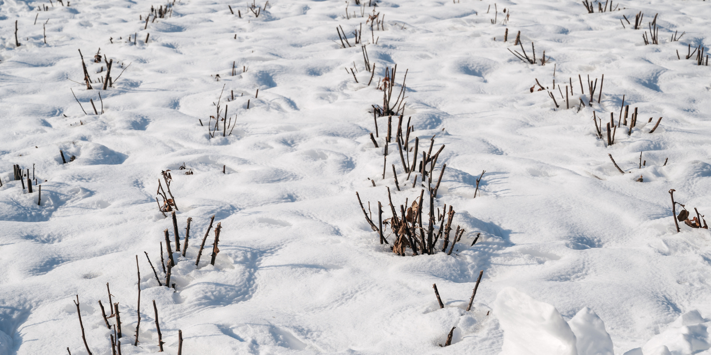 Keep Winter Trees and Shrubs Healthy With Pruning Tips