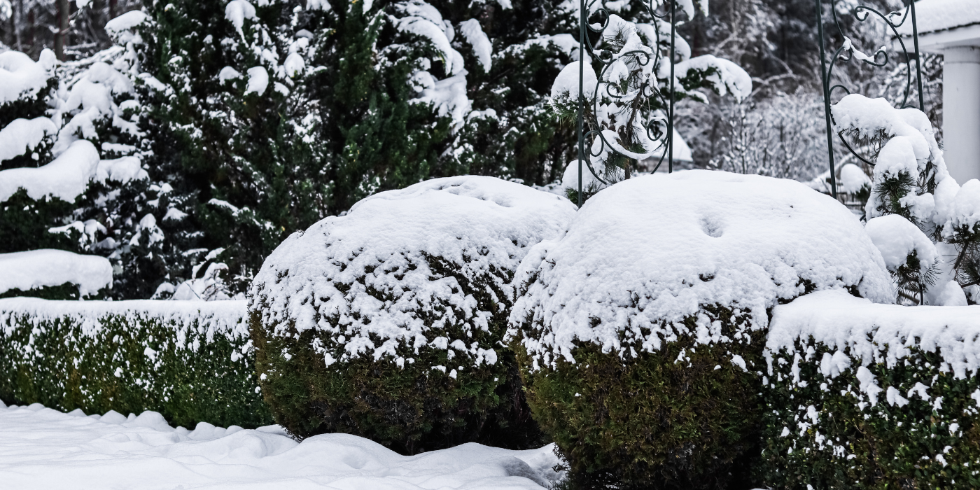 6 Winter Garden Ideas to Elevate Your Outdoor Space