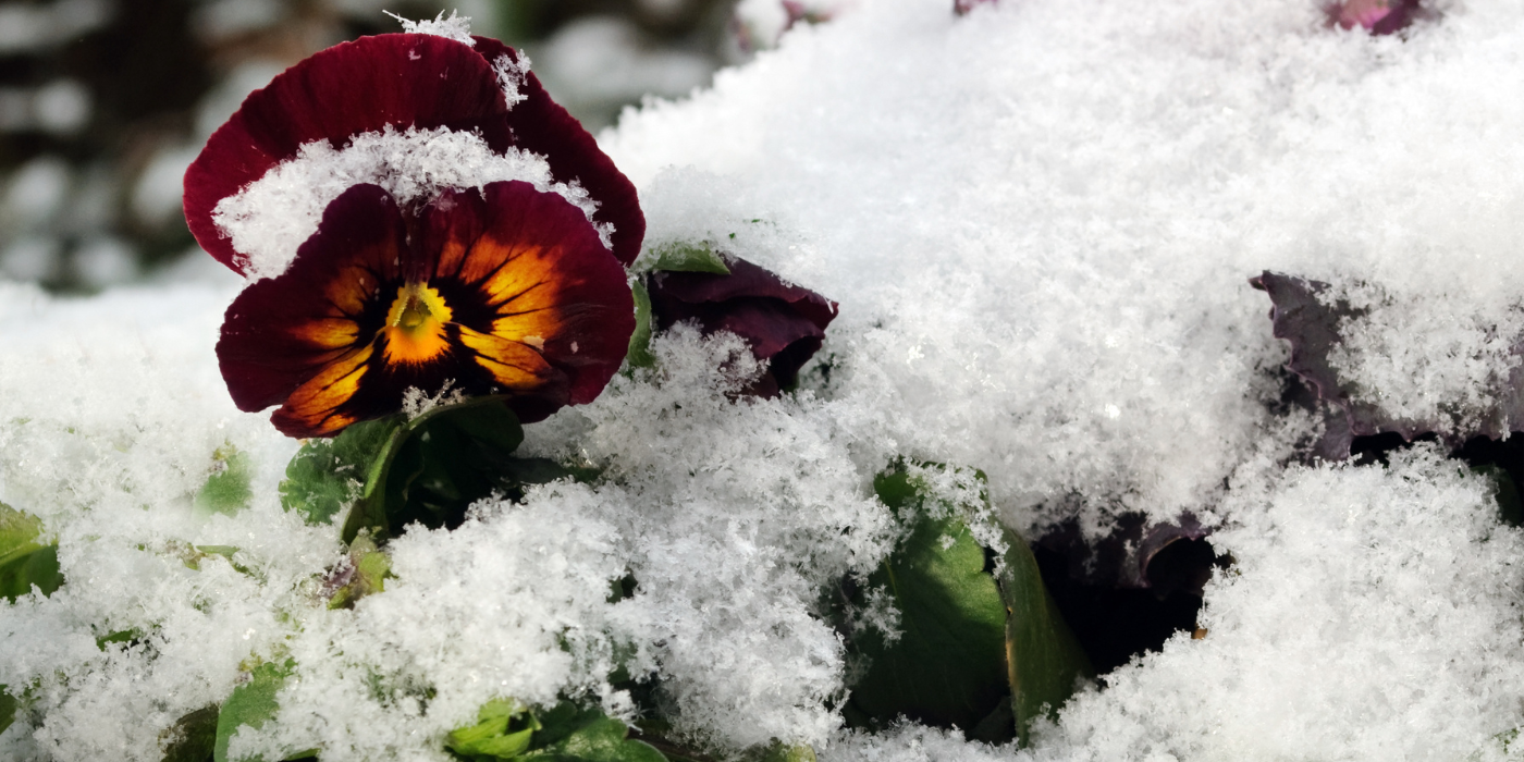 Best Winter Gardening Plants: 6 Options for Cold Climates