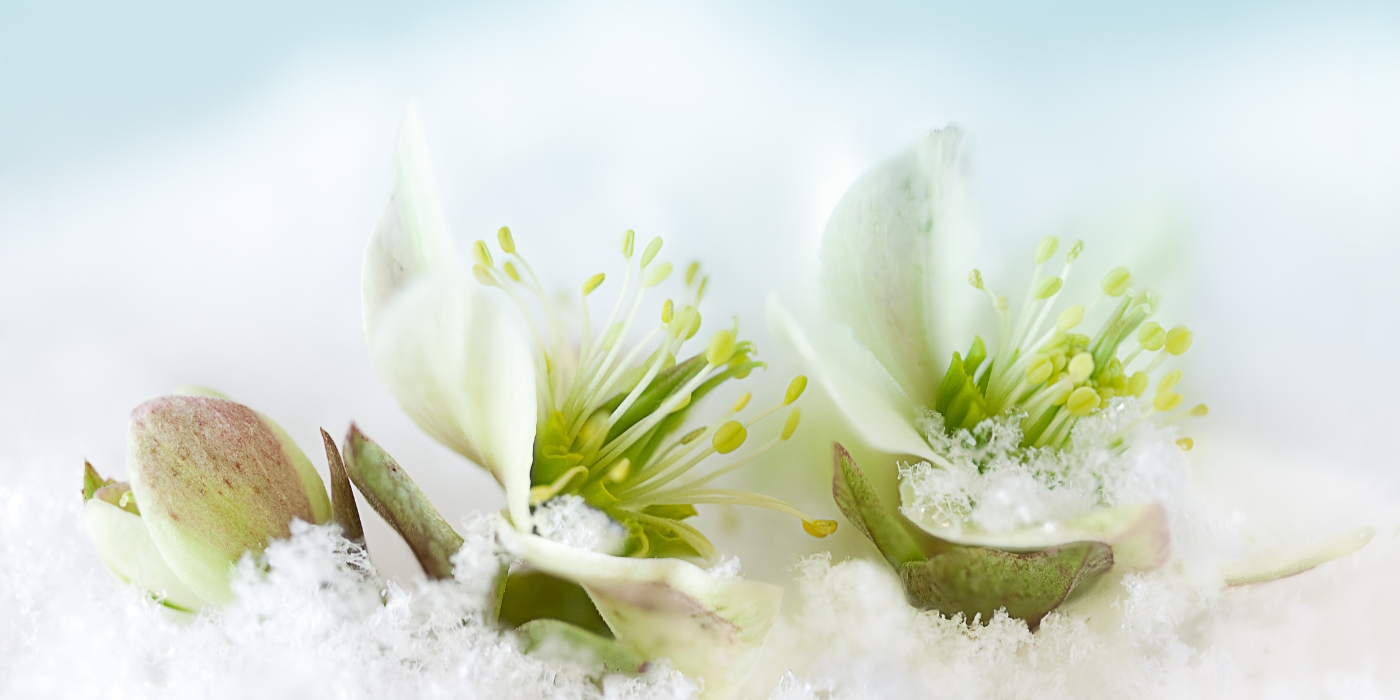 Best Winter Gardening Plants: 6 Options for Cold Climates