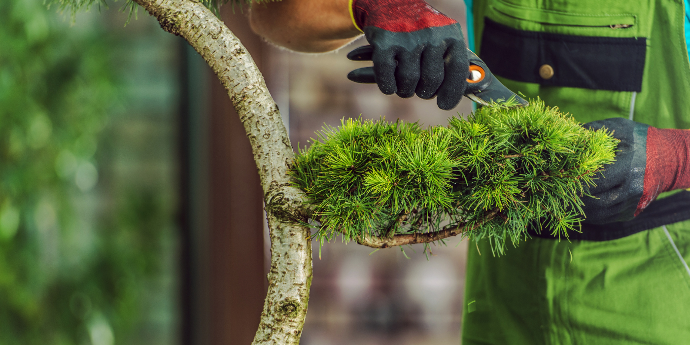 Keep Winter Trees and Shrubs Healthy With Pruning Tips