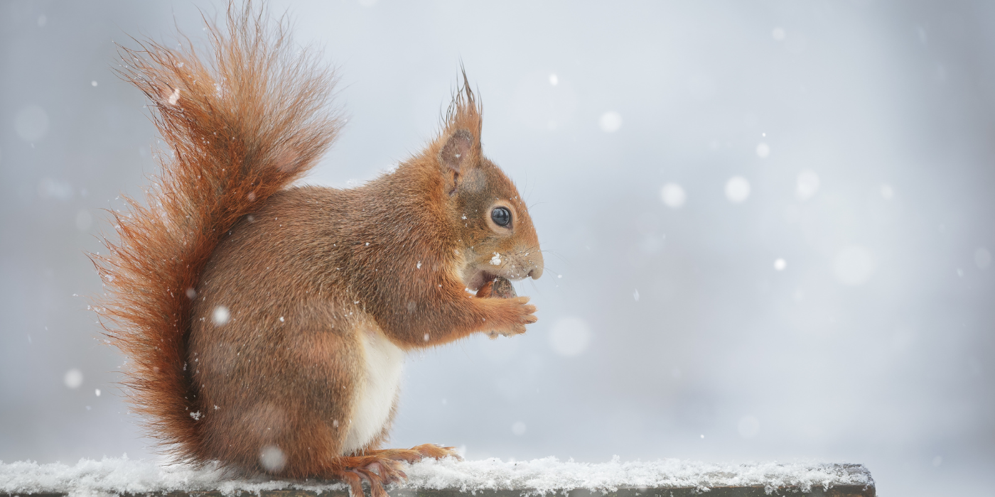 Garden Wildlife Care During Winter: A Guide