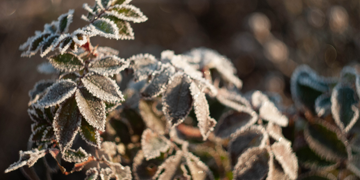 7 Winter Gardening Ideas for Cold Weather Growing