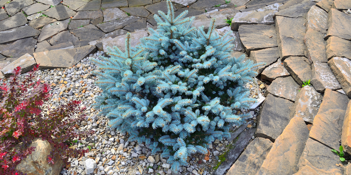 Create a Whimsical DIY Winter Garden with a Mini Conifer Forest