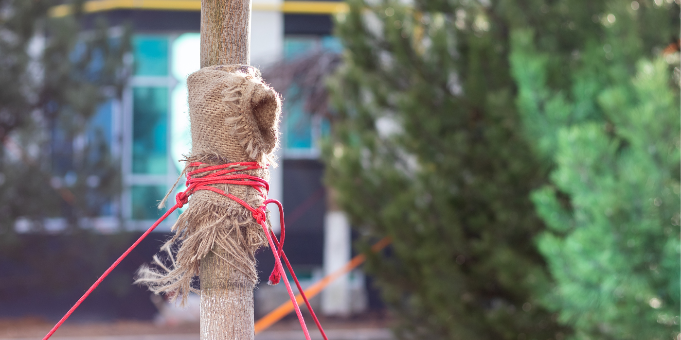 How to Protect the Fruit Trees in Your Winter Orchard