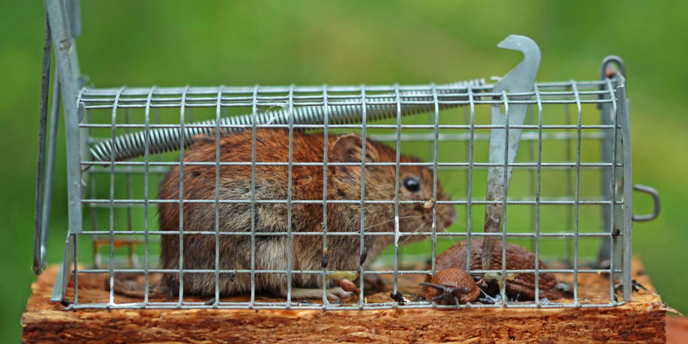 Which Creature is Causing Damage to Your Lawn?