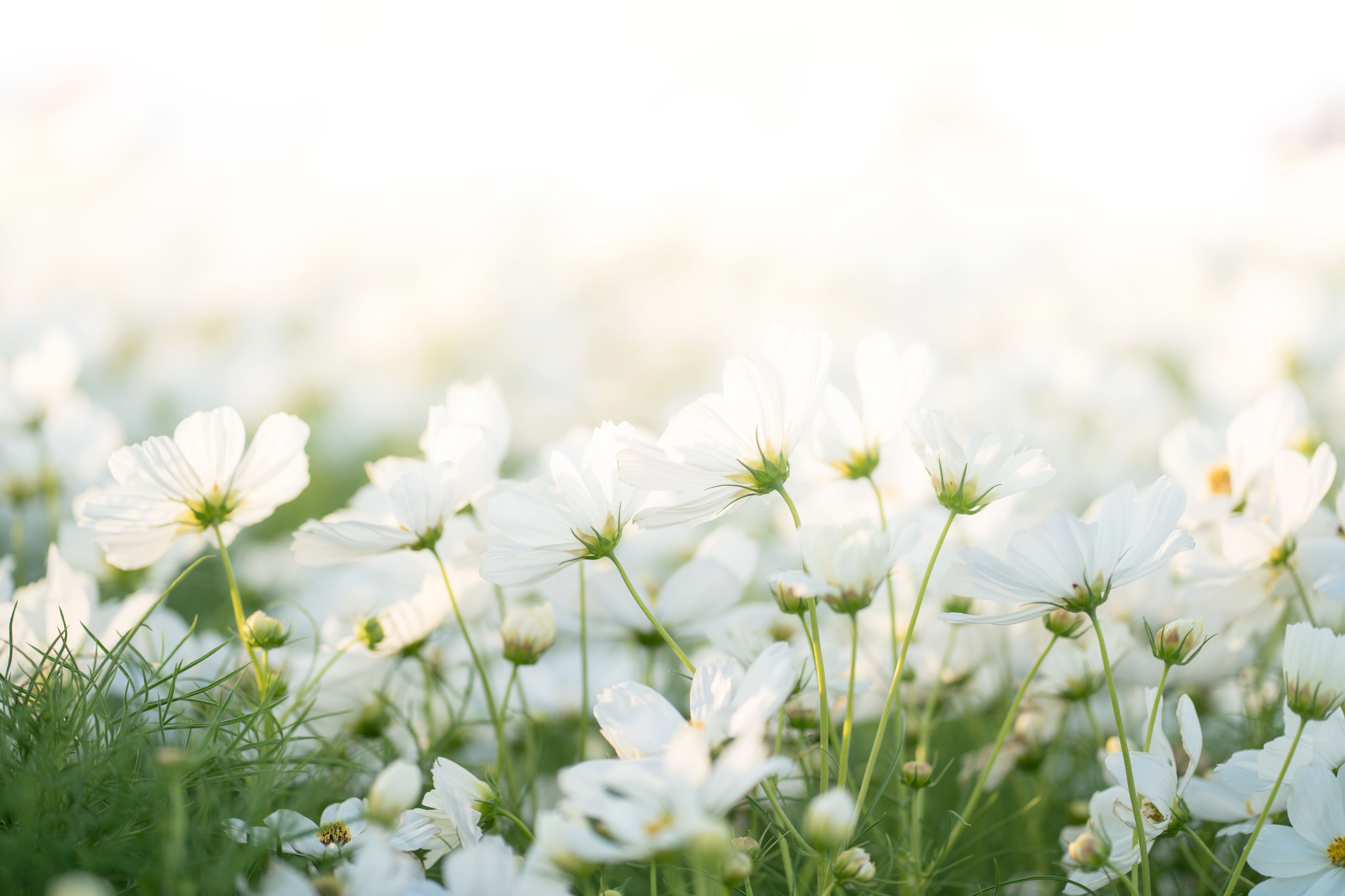 Ivory Blossom Tales: Unveiling the Splendor of White Perennials