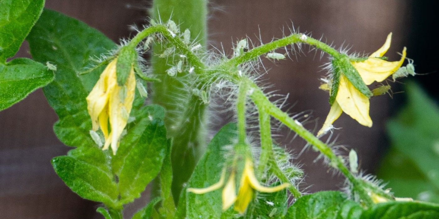 A Regional Approach to Pest Control: Every Gardener's Toolkit for Success