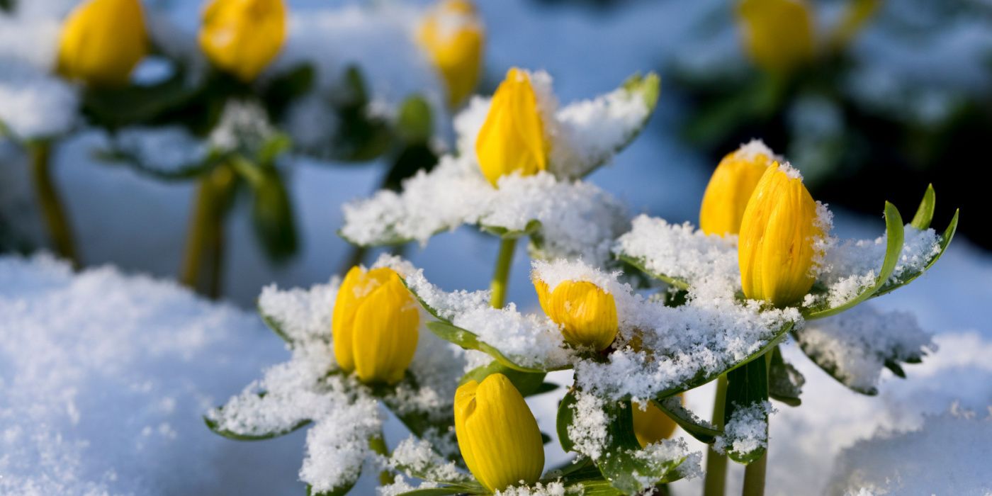 These 10 Resilient Flowers Will Survive the Most Extreme Weather