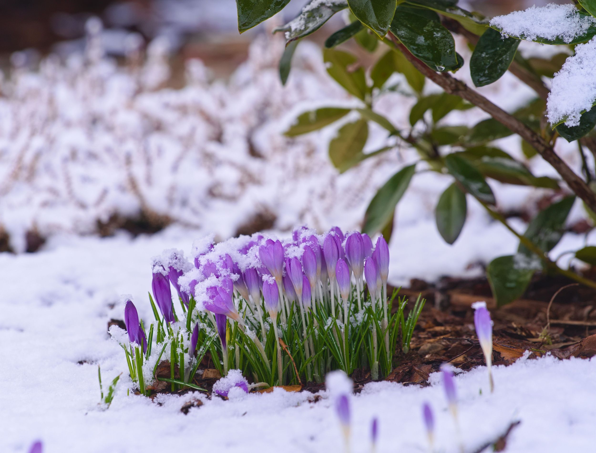 6 Reasons You Want to See Snow in the Garden