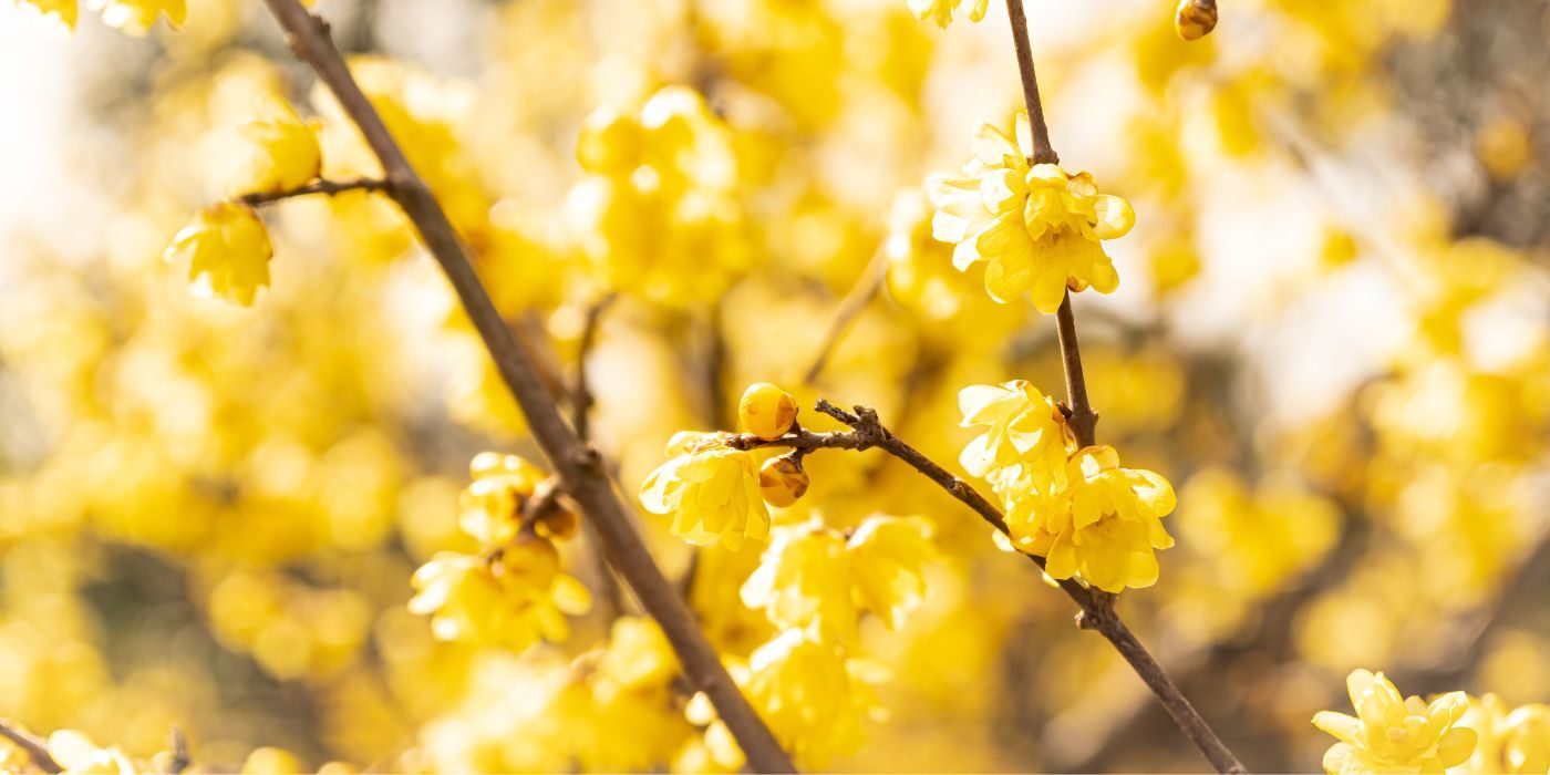 7 Inspiring Flower Ideas for Your Winter Wedding