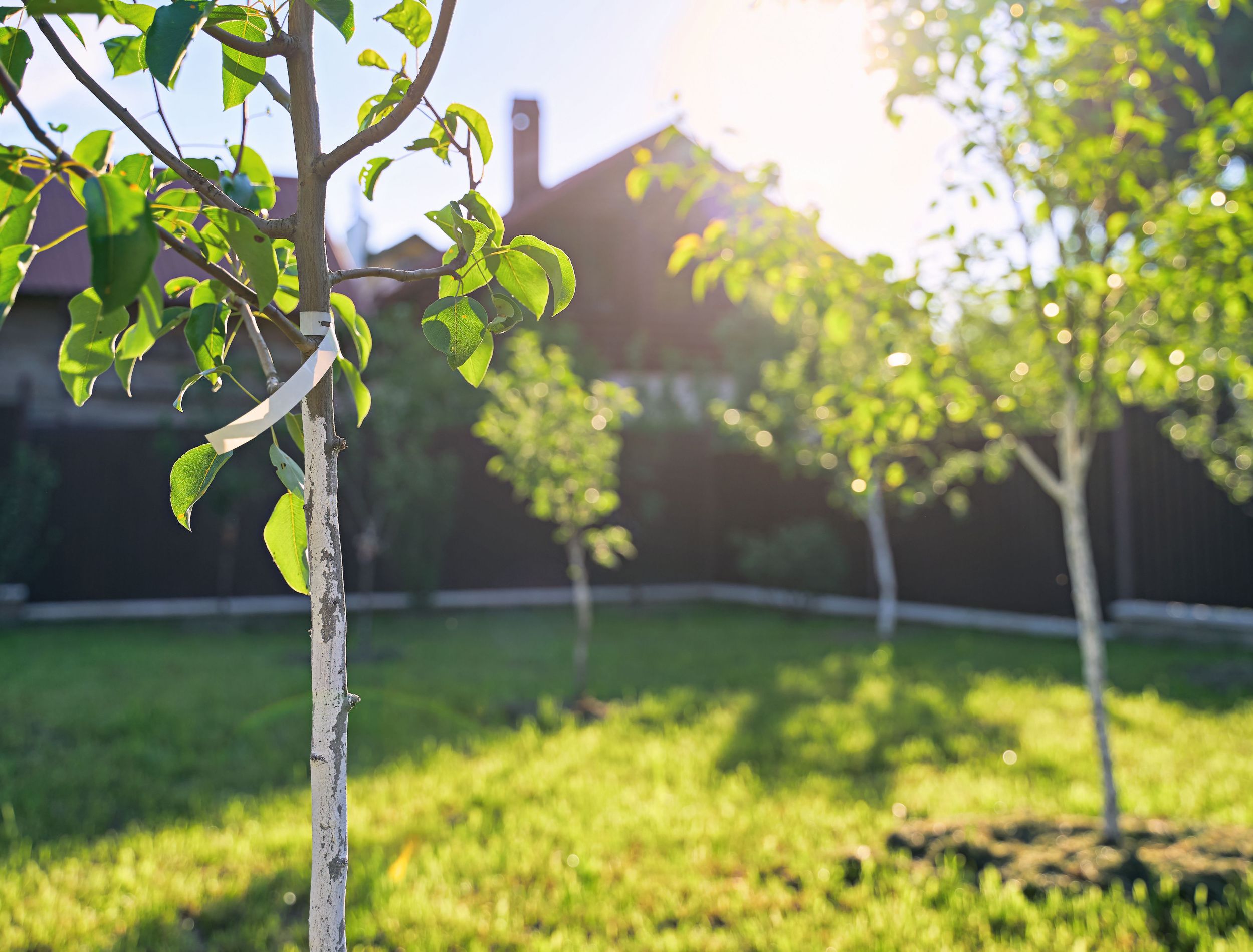Which Pear Tree Belongs in Your Yard?