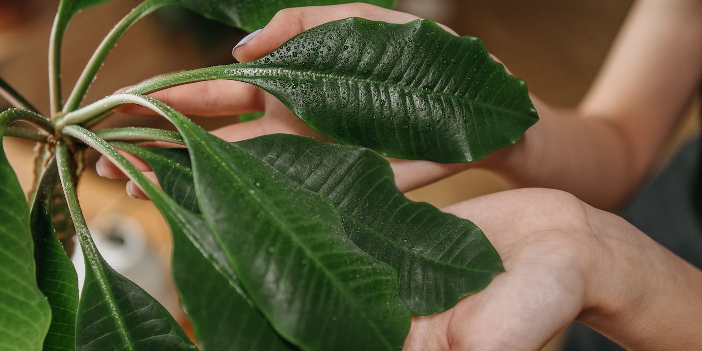 Transform Your Space: 8 Best Indoor Houseplants to Grow Today