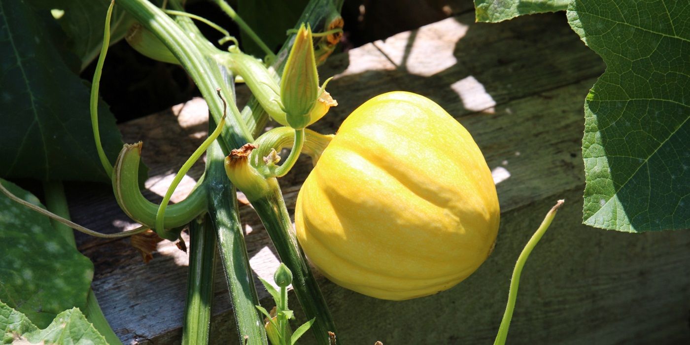 Harvest Winter Squash the Right Way
