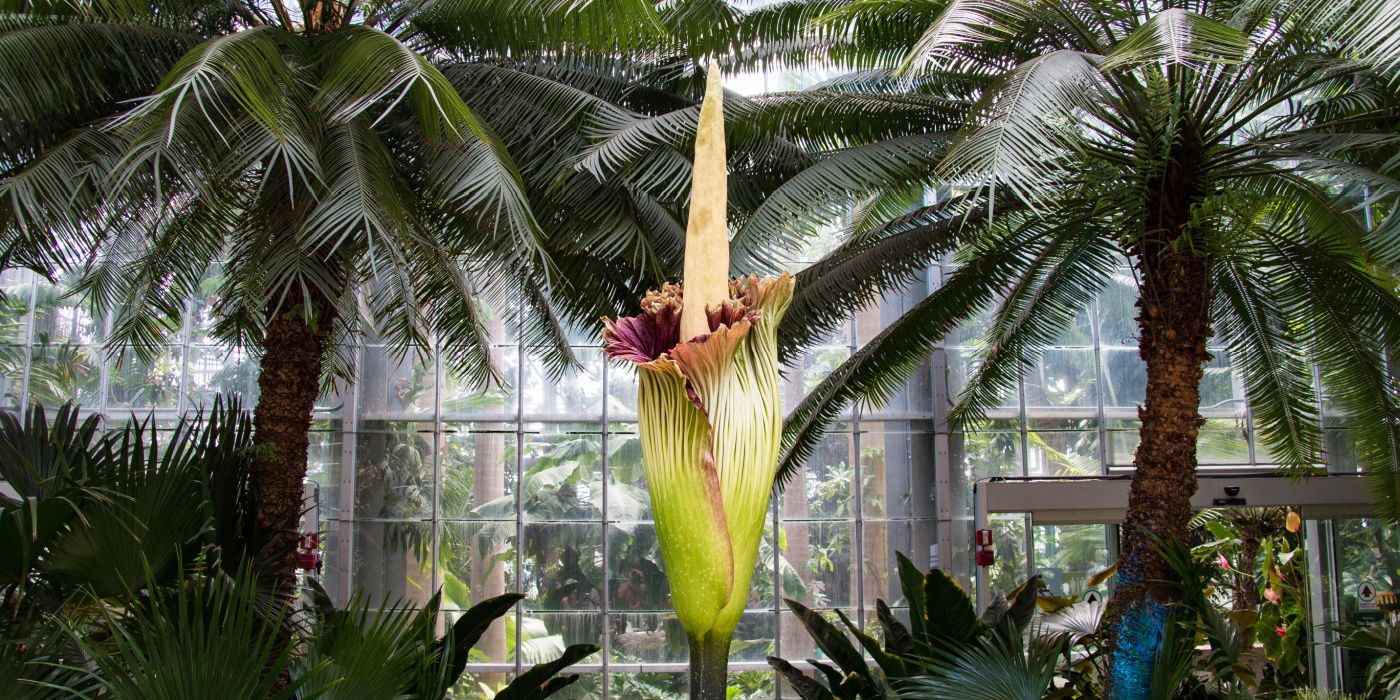The World's Ugliest Flowers (That You Can't Grow At Home)