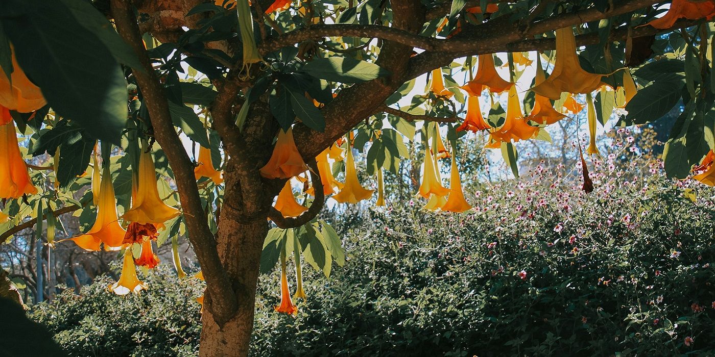 The World's Deadliest Plants Are Often Beautiful