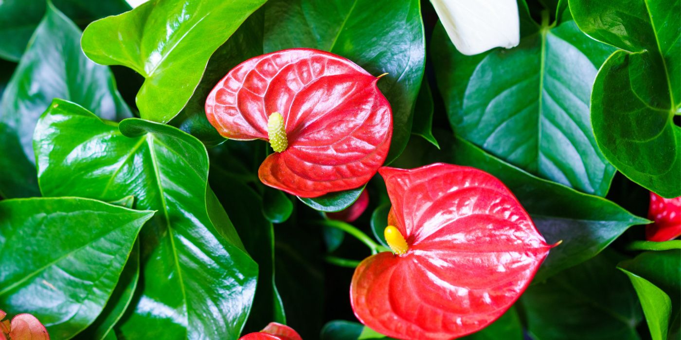 Roses Are Read, Violets are Blue, Houseplants Are Romantic Too!