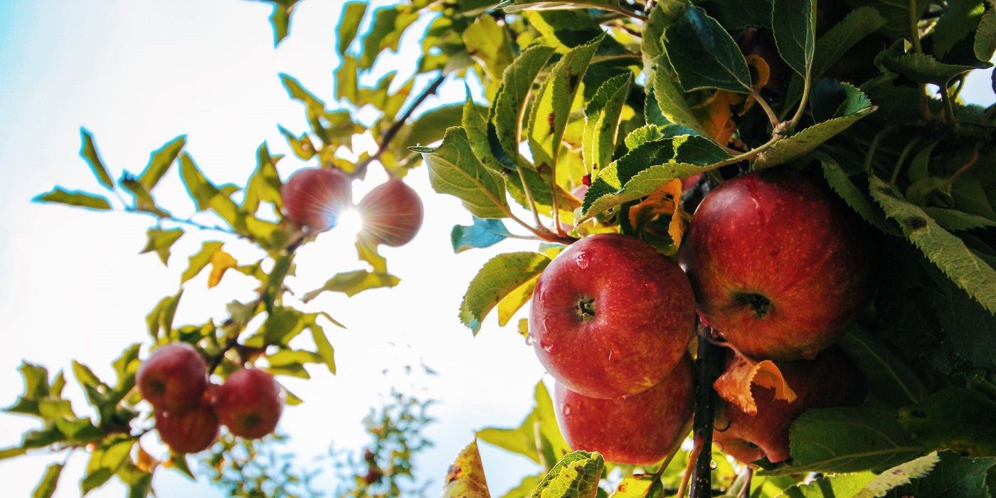 When Should You Fertilize Your Apple Trees?