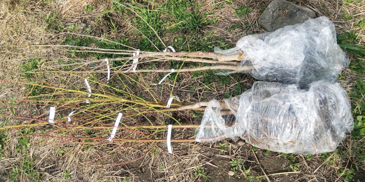 Tips for Planting and Caring for Bare Root Trees in the Southwest