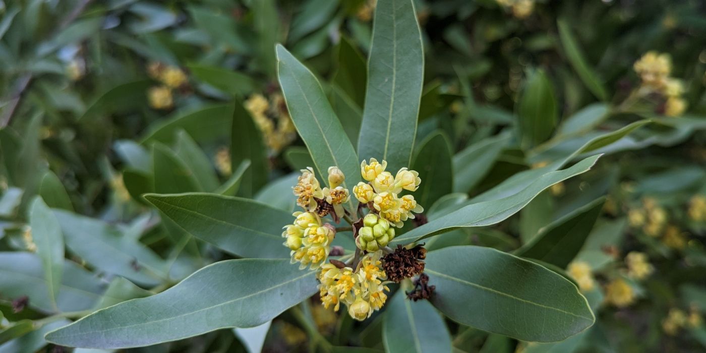Blossoms of Affection: 8 Houseplants with Irresistible Fragrance