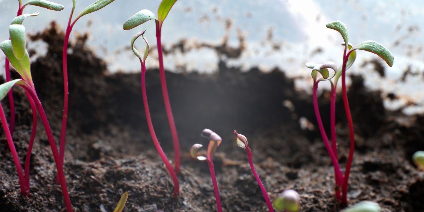 How to Grow and Care for Beets in Your Container Garden