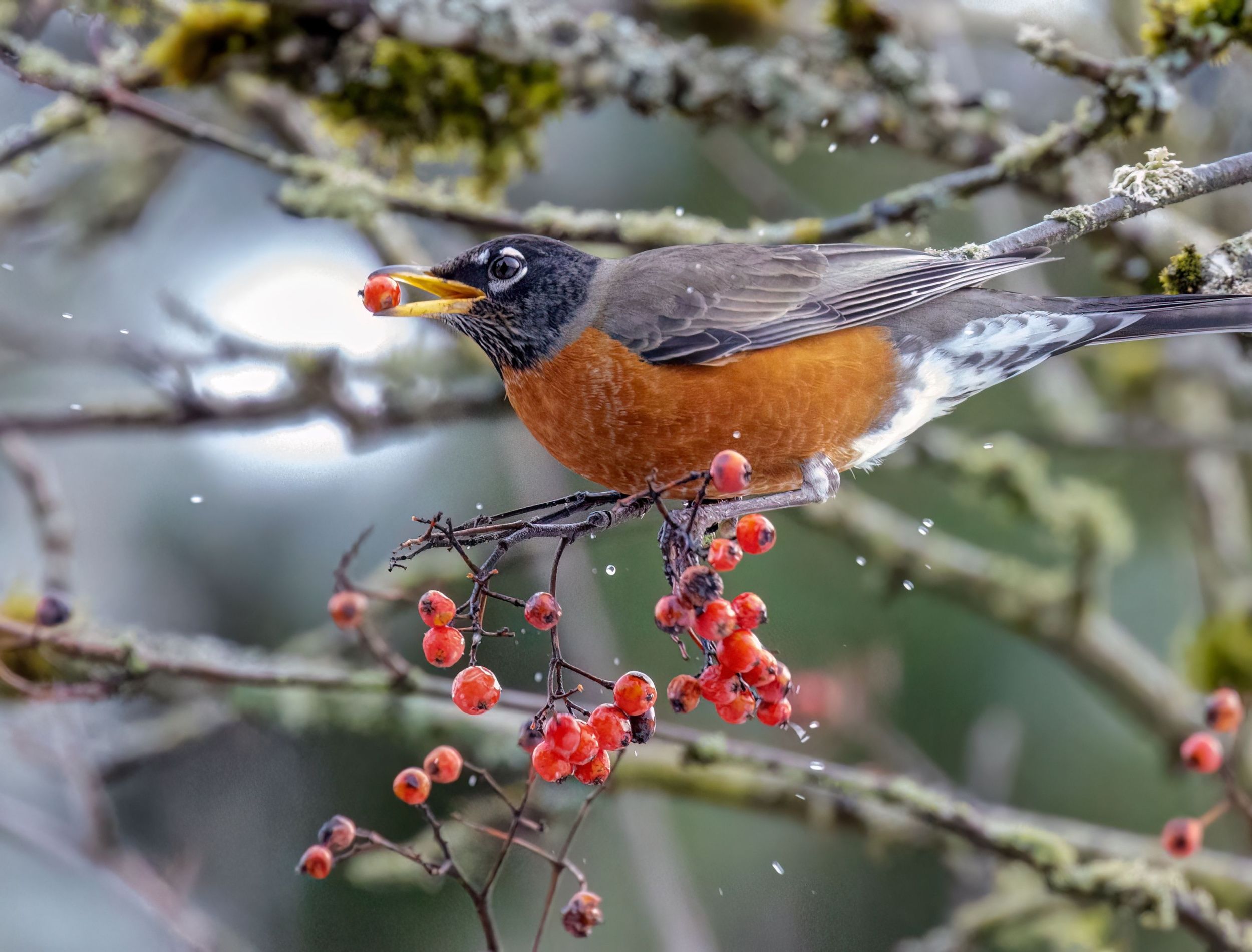 Use Plants to Bring Birds to Your Outdoor Spaces