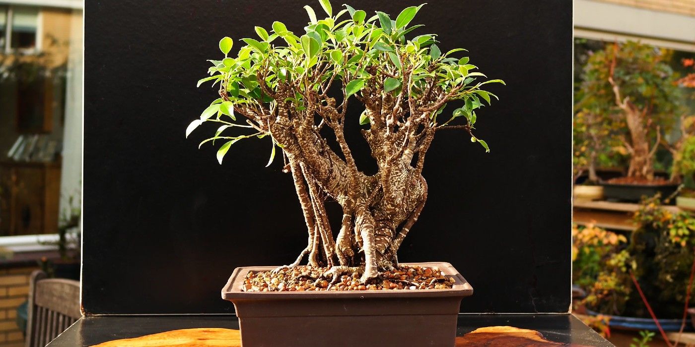 Ideas For Creating Your Own Living Root Bridge