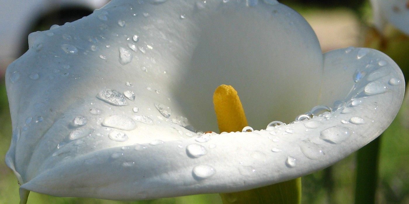 Self-Pollinating Flowers: What Are They and How do They Work?