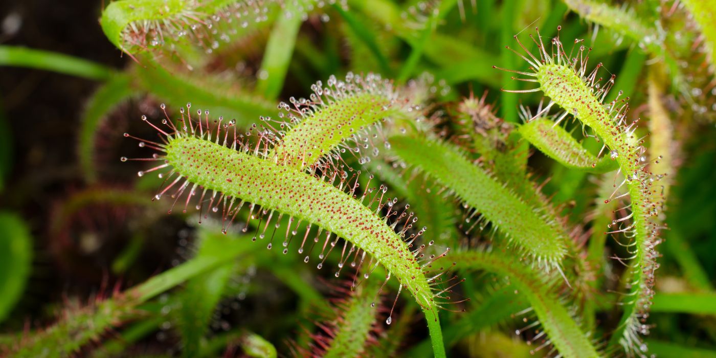 These Strange Plants Look Like Alien Creatures