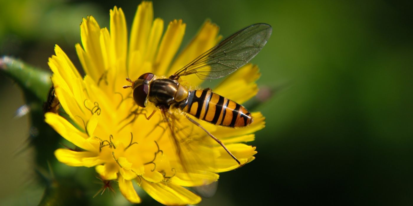 Top 5 Insects for a Thriving Pollinator Garden