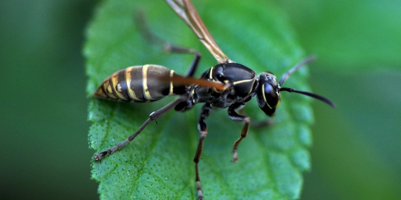 Tips for Preventing and Deterring Wasps in Your Backyard