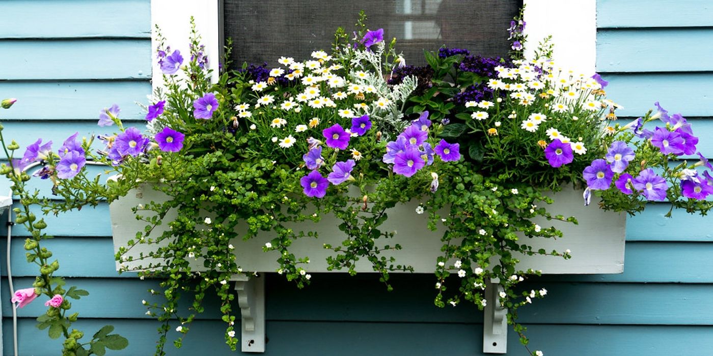 How to Build a Window Garden