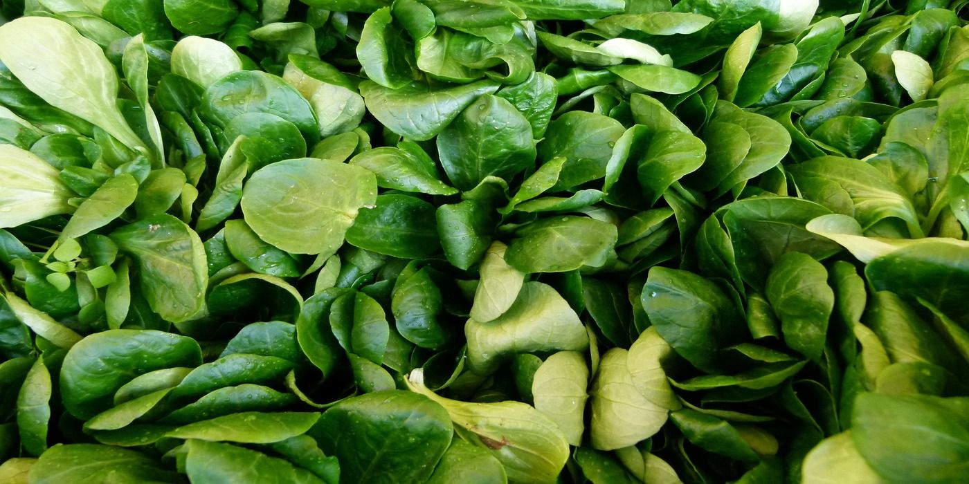 February's Top Picks for Southern Winter Vegetable Gardens