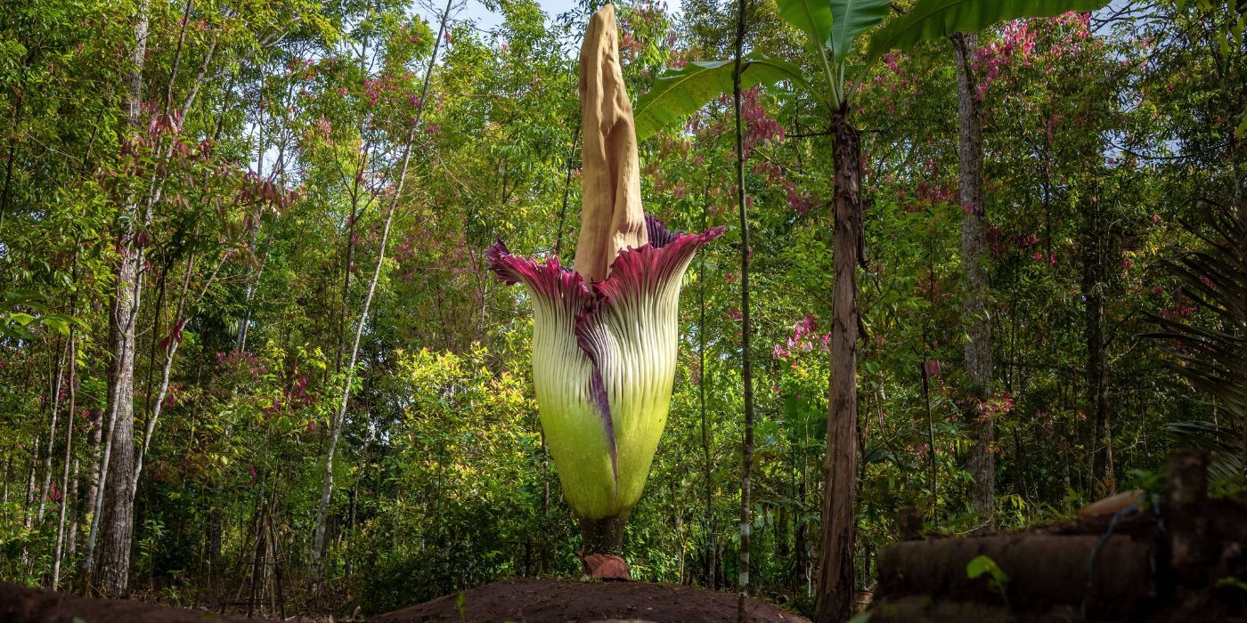 Transform Your Garden with Rare Night-Blooming Flowers