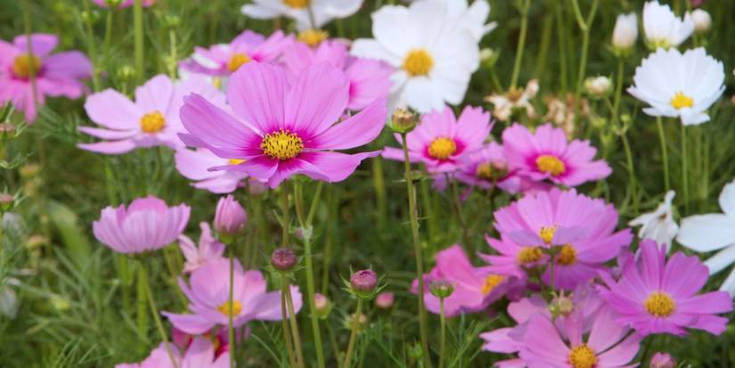 Stunning Flower Color Palettes for a Beautiful Garden Layout
