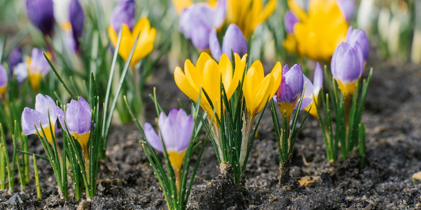 Plant These Early Blooming Spring Flowers Now